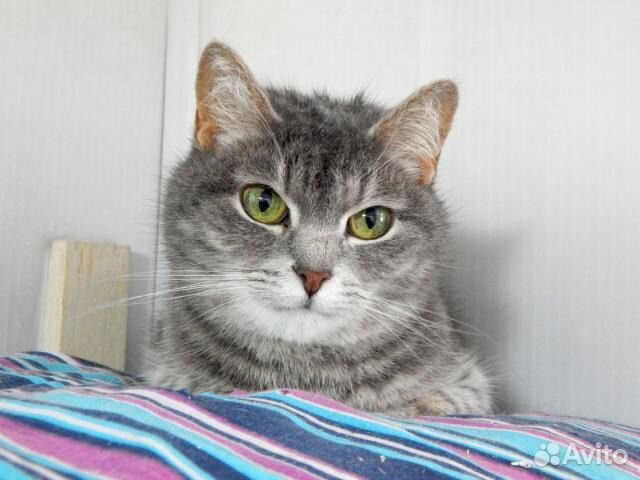 Шикарная кошка с изумрудными глазами