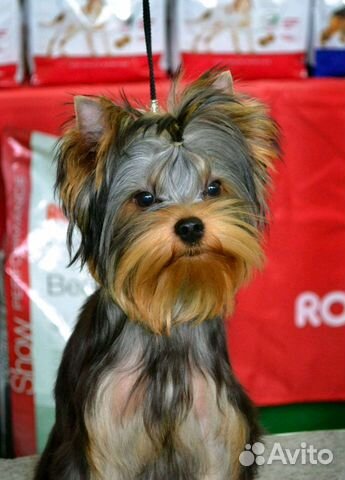 Красивый щенок йорка