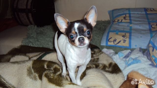 Девочка чих