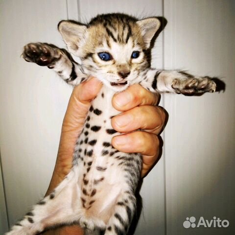 Саванна ф6 сбт