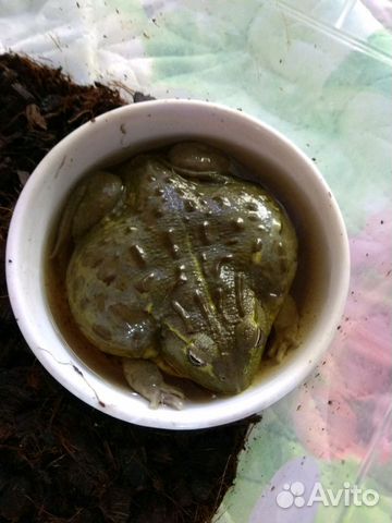 Лягушки рогатки и водонос