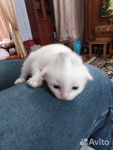 Котёнок ангорской породы