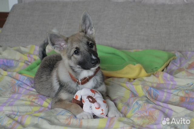 Щенок мальчик Джоник 3,5 месяца