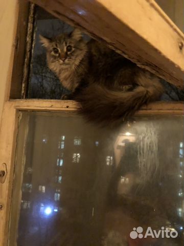 Отдам кота в добрые руки