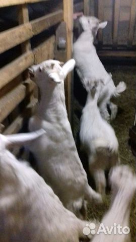 Козлята зааеинско-нубийские