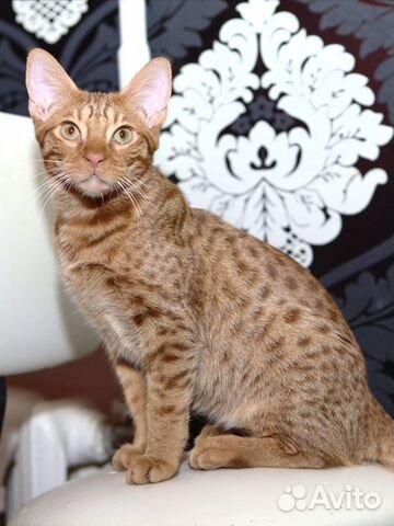 Подрощенные котята оцикет