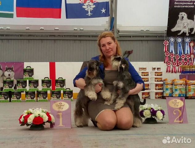 Цвержики перцовые