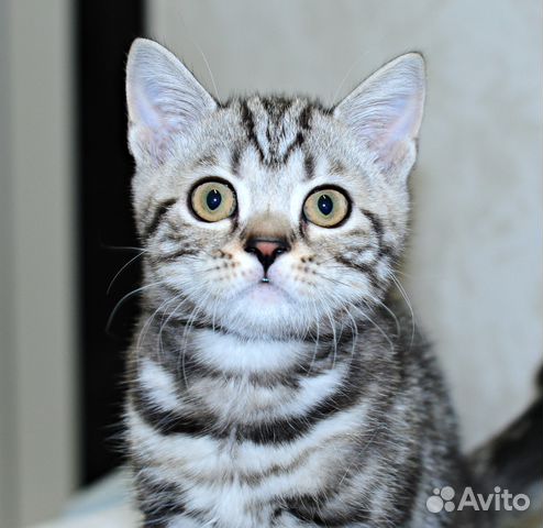 Шотландские котята(очаровательные яркие мальчишки)