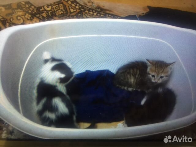 Котята от кошки крысоловки