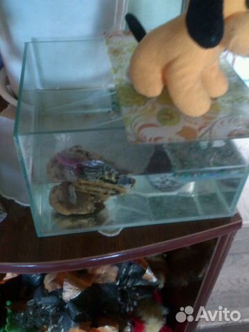 Черепаха отдам черепаху с аквариумом за два кг шок