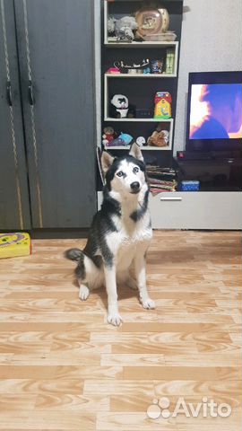 Сибирский хаски