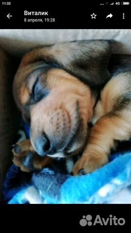 Такса 1,5 мес