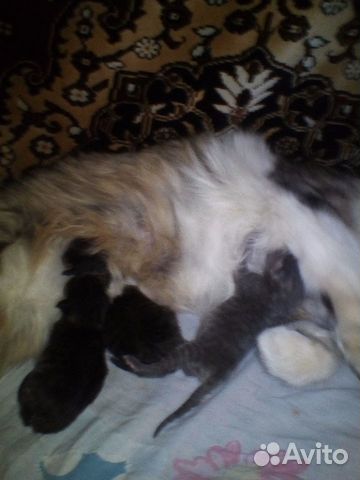 Новорожденные котики