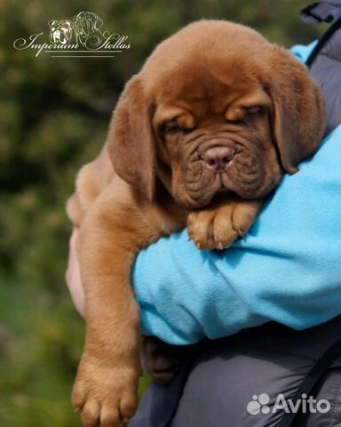 Бордоский дог