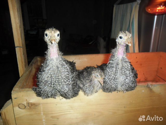 Индюшки и индюшата