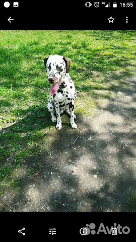 Далматин в добрые руки