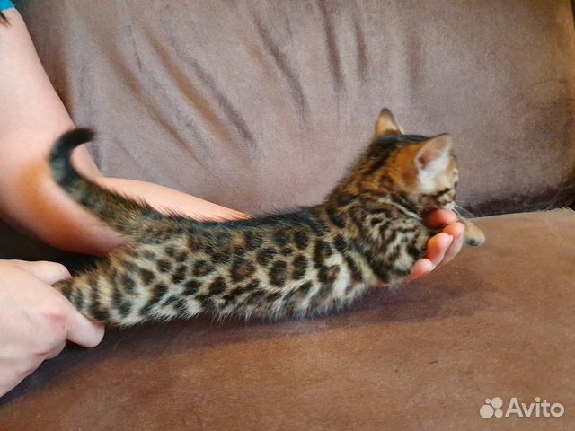 Бенгальская девочка
