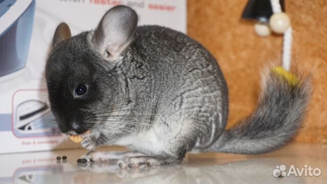 Шиншилла "Черный Бархат"