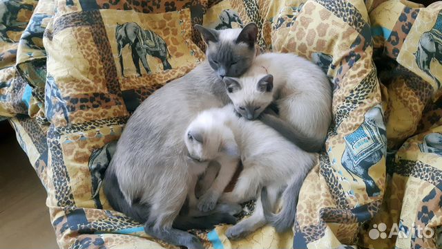 Тайские мальчик и 2 девочки