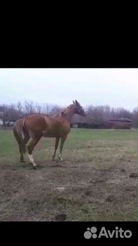 Продаю кабылу