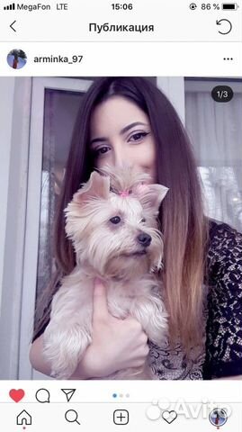 Продам Йоркширский терьерь