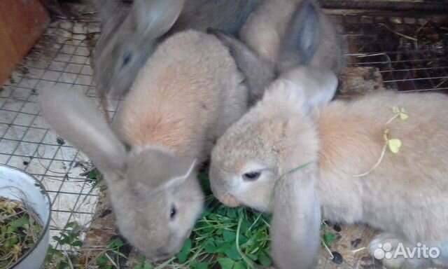 Продам крольчат