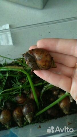 Улитка Ахатина