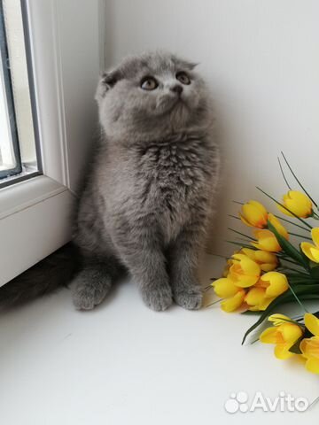 Клубные шотландцы