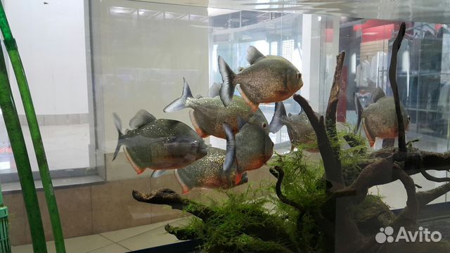 Пираньи хищные