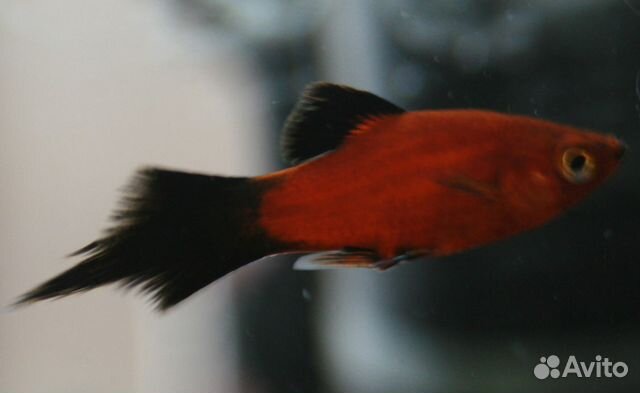 Самка меченосца, бесплатно