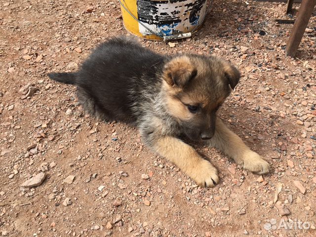 Щенки овчерята