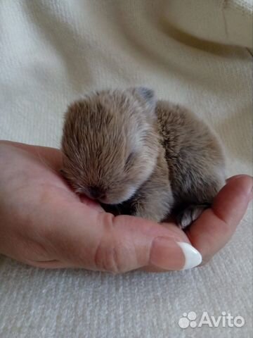 Декоративный кролик для бронирования