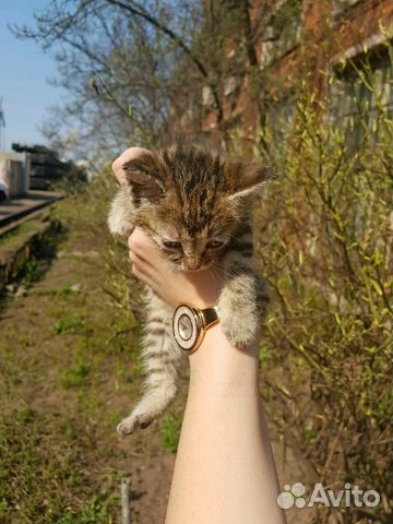 Котята