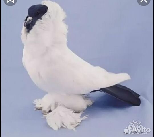 Голуби шмакальденские черноголовые