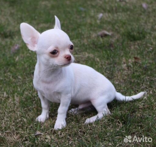 Миник чихуахуа