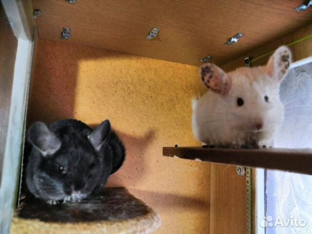 Пара породистых шиншилл