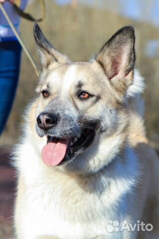 Идеальная, удивительная собака в семью с детьми