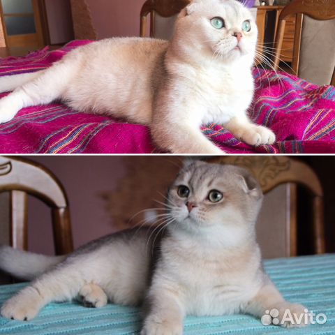 Скоттиш-фолд серебристая шиншилла и голубое золото
