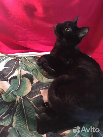 Красавец Чери ищет дом