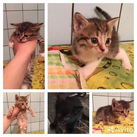 Пять котят малышат 1,5 месяца в добрые руки