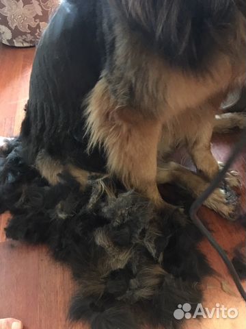 Собачья шерсть