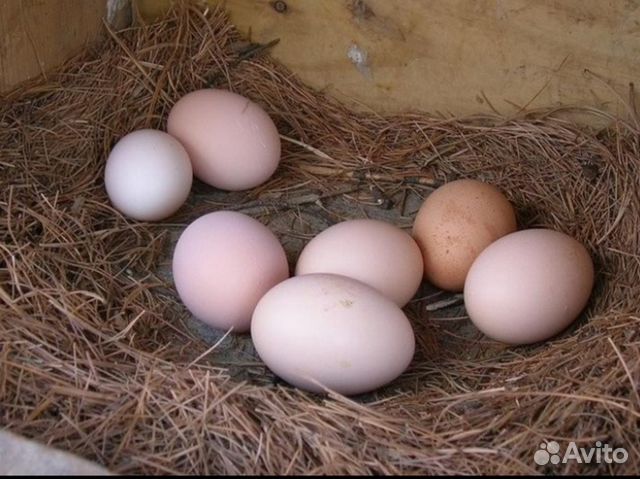 Яйца (инкубационные)