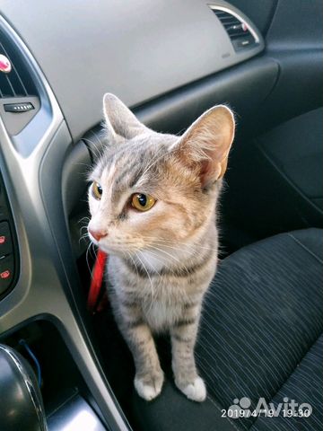 Пропала кошка