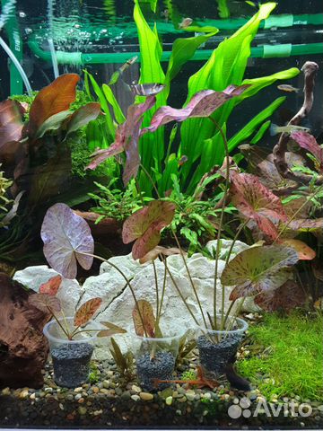 Нимфея тигровый лотос