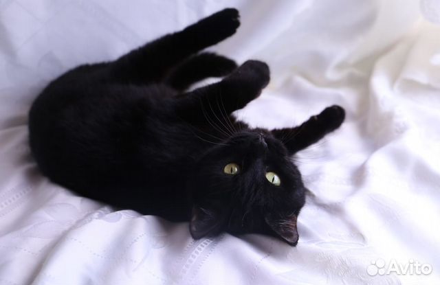 Кошечка в дар - на счастье )