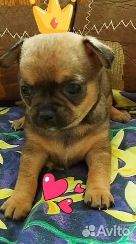 Щеночки чихуашки