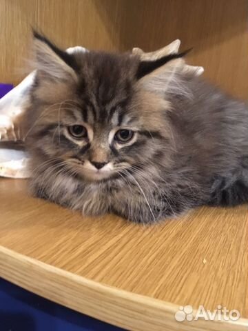 Сибирский котик