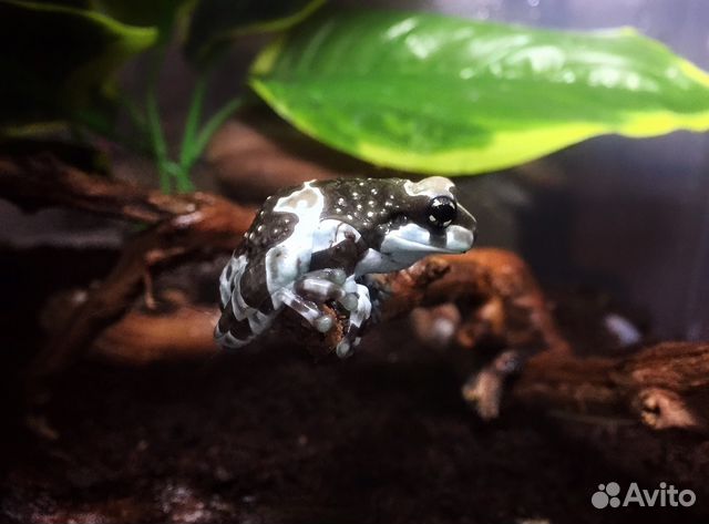 Жабовидная квакша арлекин