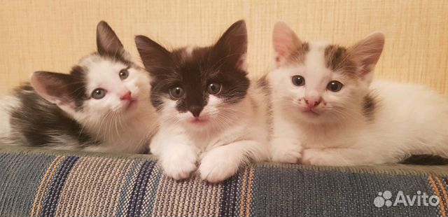 Котята 2мес. домашние, ласковые,здоровы