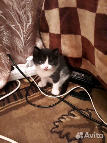 Отдадим котят в хорошие руки